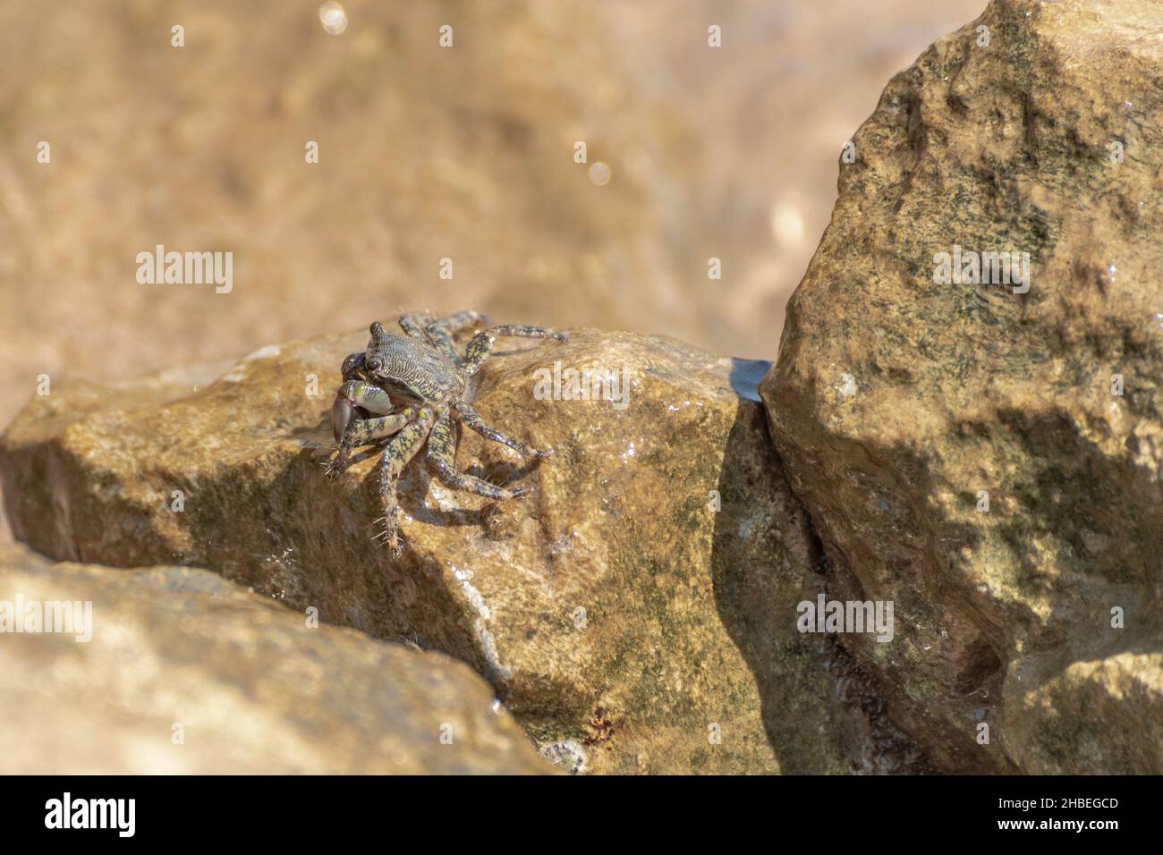 Characteristic specimen of Mediterranean crab on rocks Stock Photo - Alamy