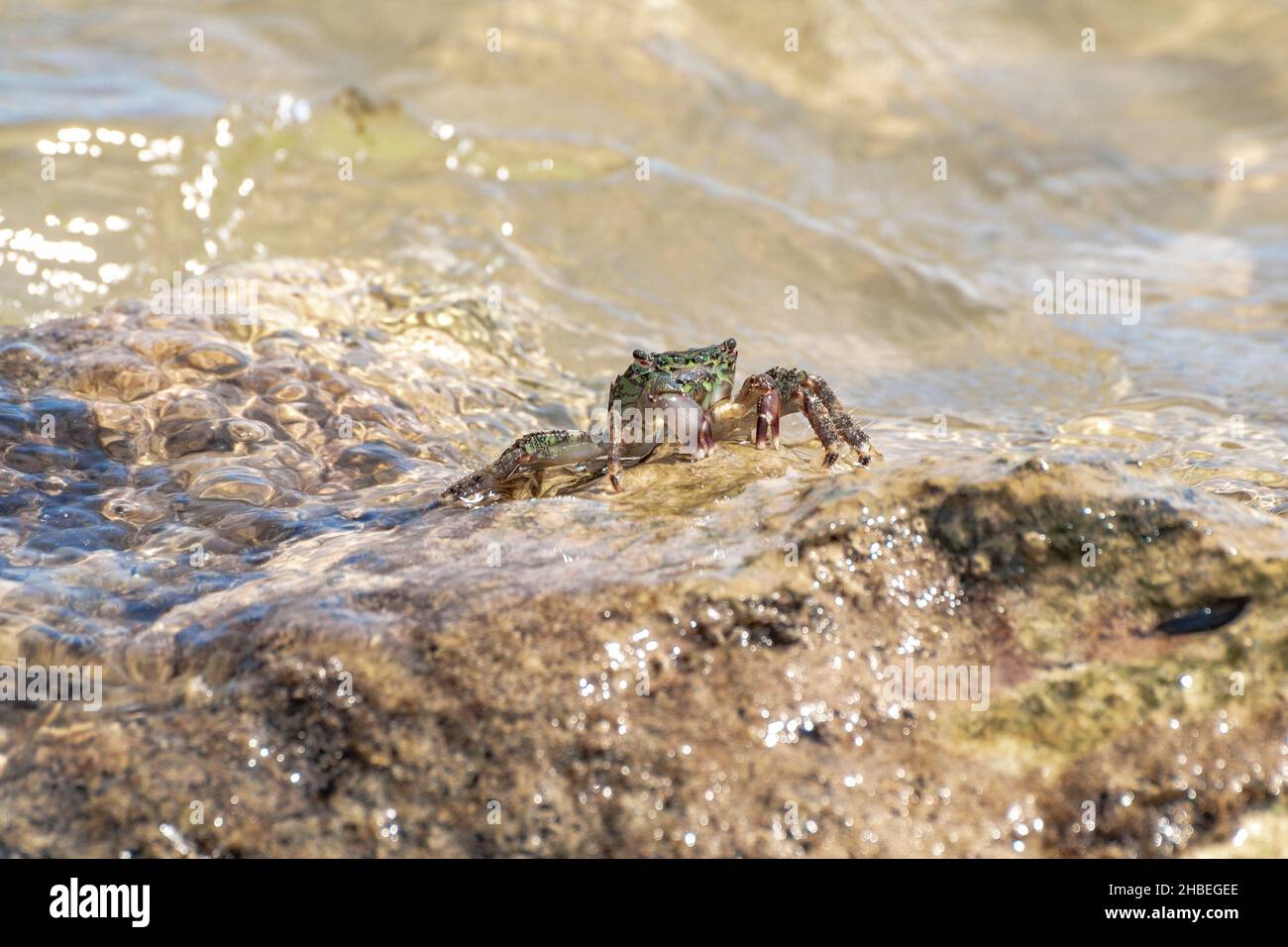 Characteristic specimen of Mediterranean crab on rocks Stock Photo - Alamy