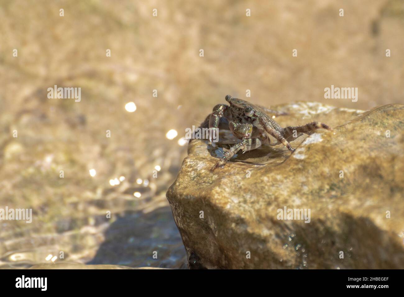 Characteristic specimen of Mediterranean crab on rocks Stock Photo - Alamy