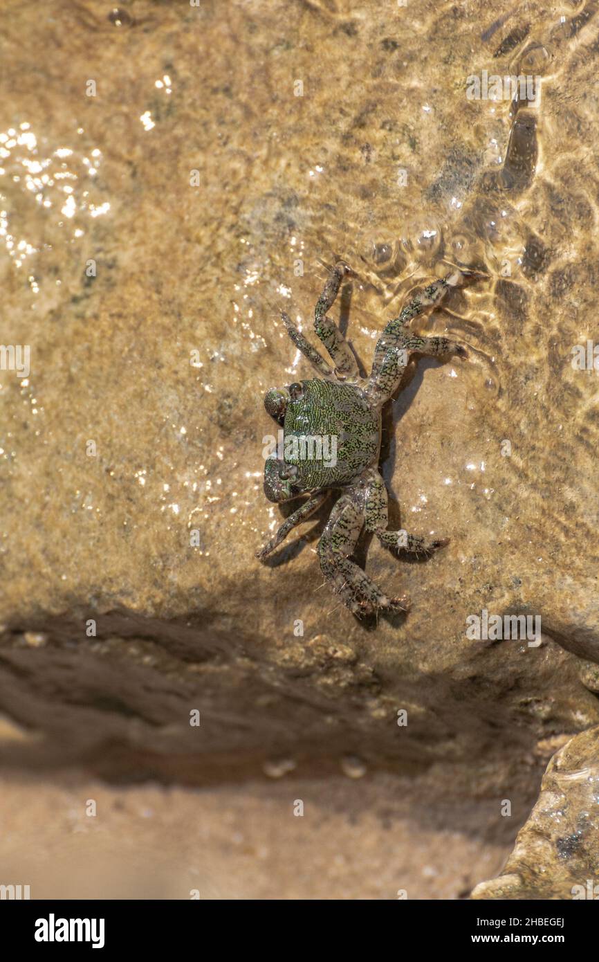 Characteristic specimen of Mediterranean crab on rocks Stock Photo - Alamy