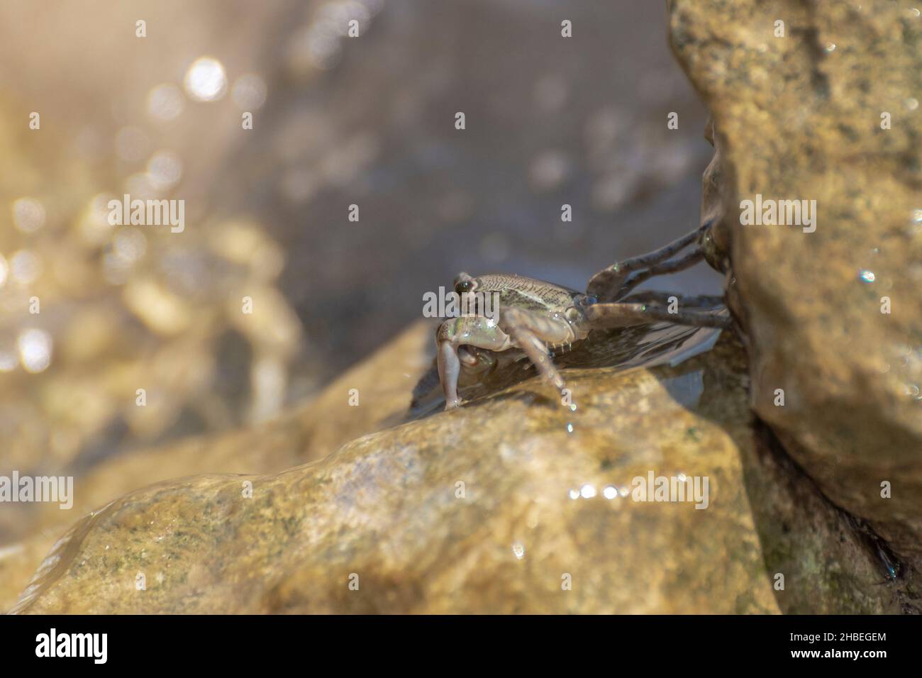 Mediterranean fauna hi-res stock photography and images - Alamy