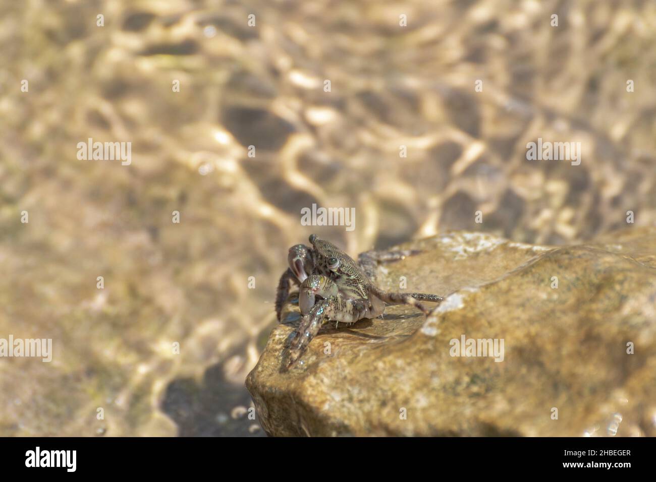 Mediterranean fauna hi-res stock photography and images - Alamy