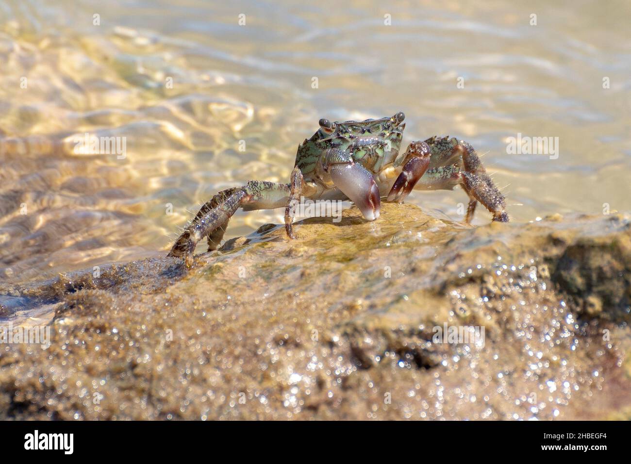 Characteristic specimen of Mediterranean crab on rocks Stock Photo - Alamy