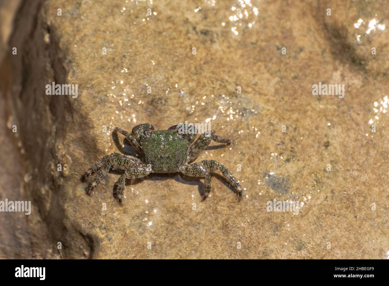 Characteristic specimen of Mediterranean crab on rocks Stock Photo - Alamy
