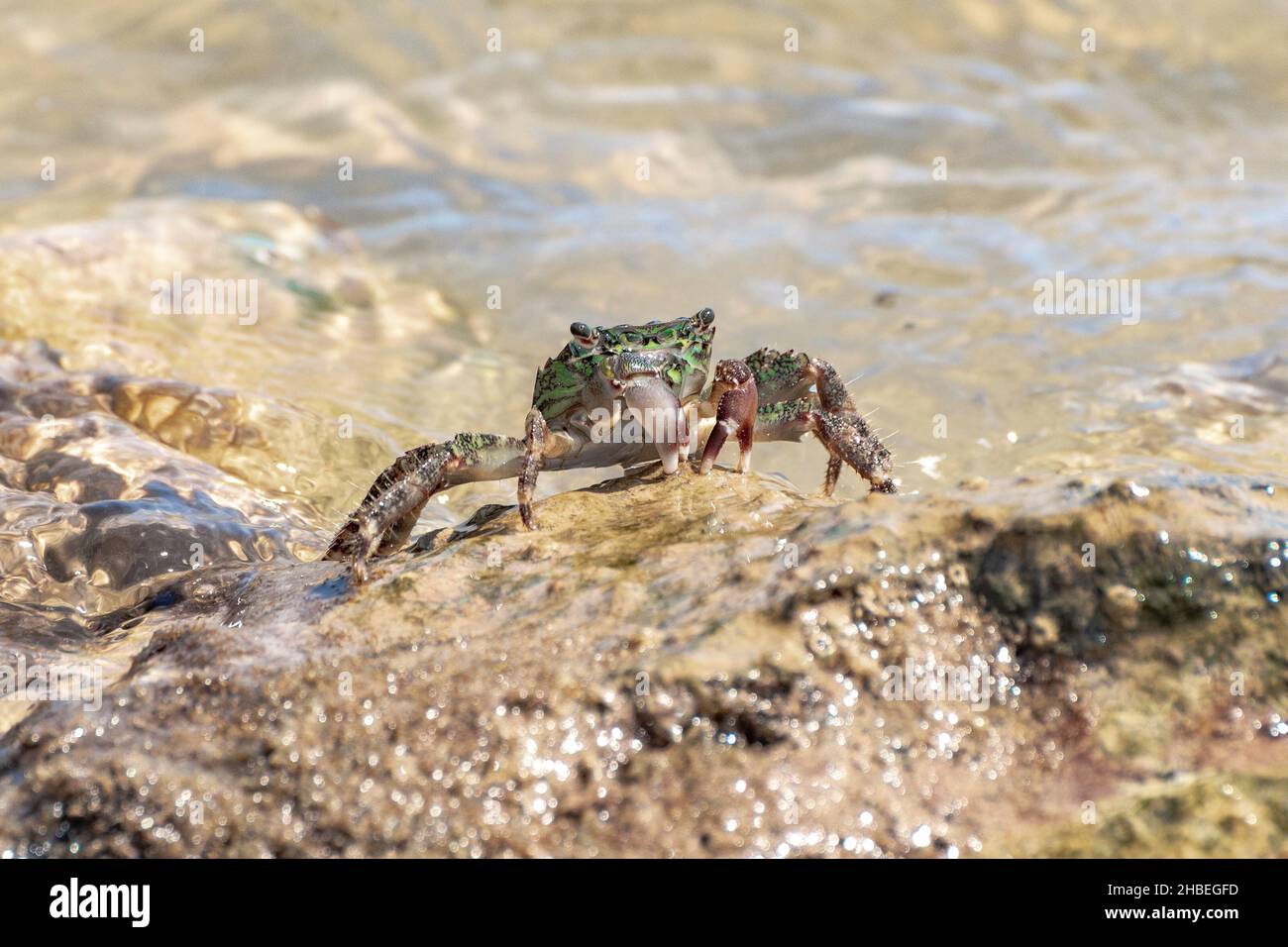 Characteristic specimen of Mediterranean crab on rocks Stock Photo - Alamy