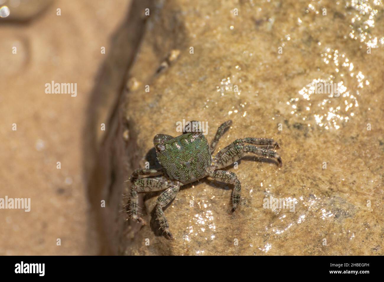 Characteristic specimen of Mediterranean crab on rocks Stock Photo - Alamy