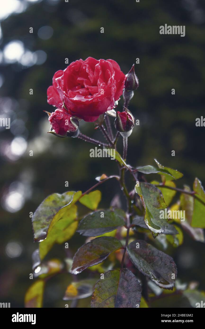 A close-up vertical shot of a red rose growing in the garden Stock ...