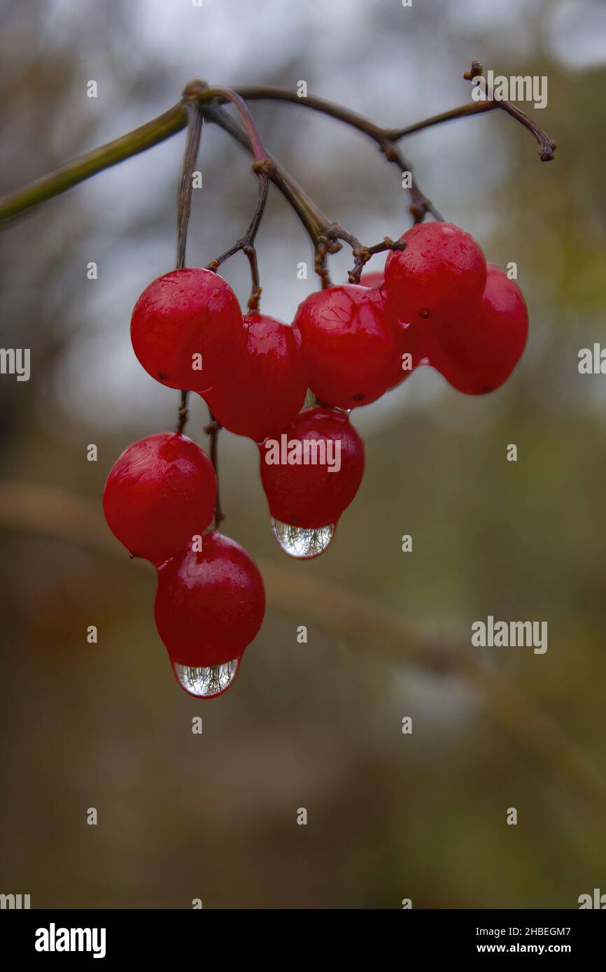 A vertical close-up shot of viburnum berry growing on a branch in rainy ...