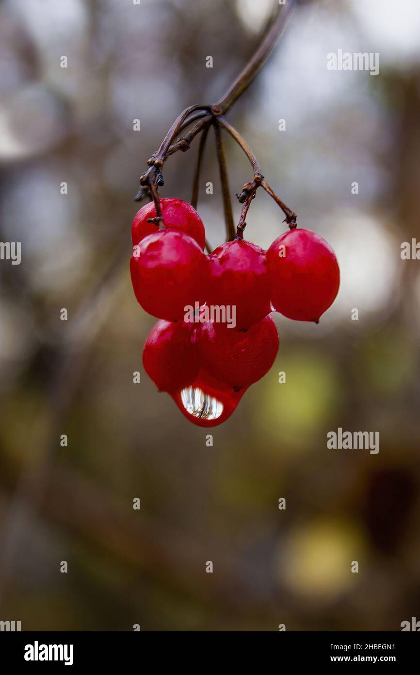 A vertical close-up shot of viburnum berry growing on a branch in rainy ...