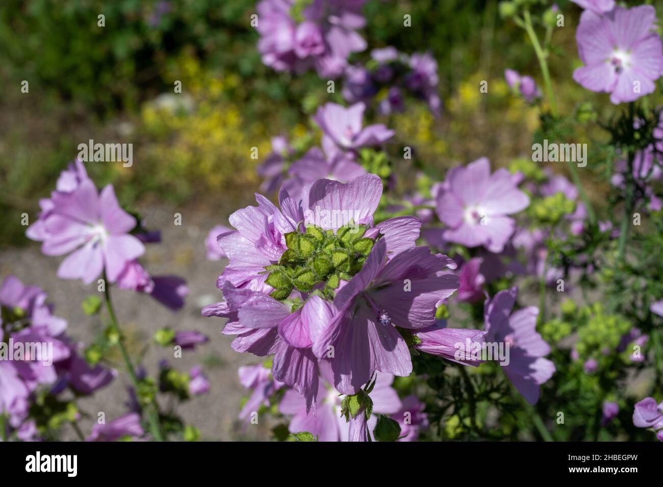 A close-up picture of purple flowers Stock Photo - Alamy