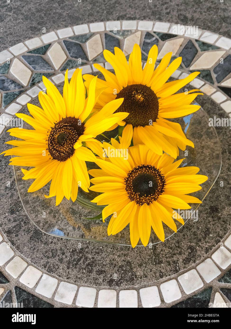 Vertical shot growing sunflower hi-res stock photography and images - Alamy