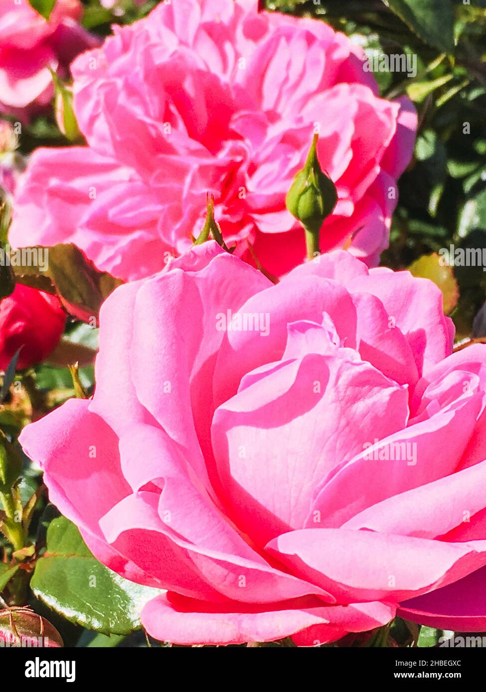 A close-up vertical shot of pink roses growing in the garden Stock ...