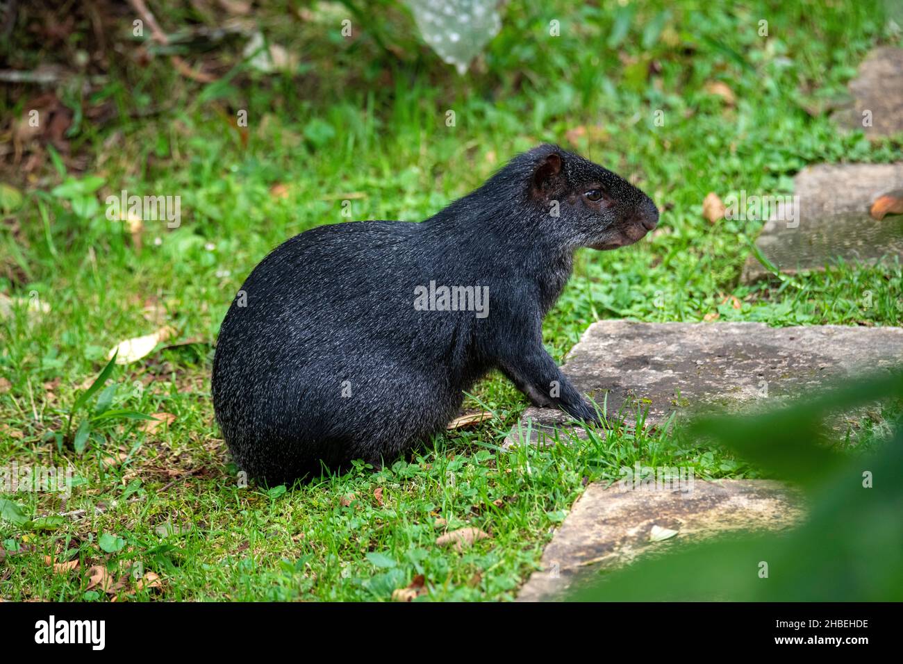 Black Agouti