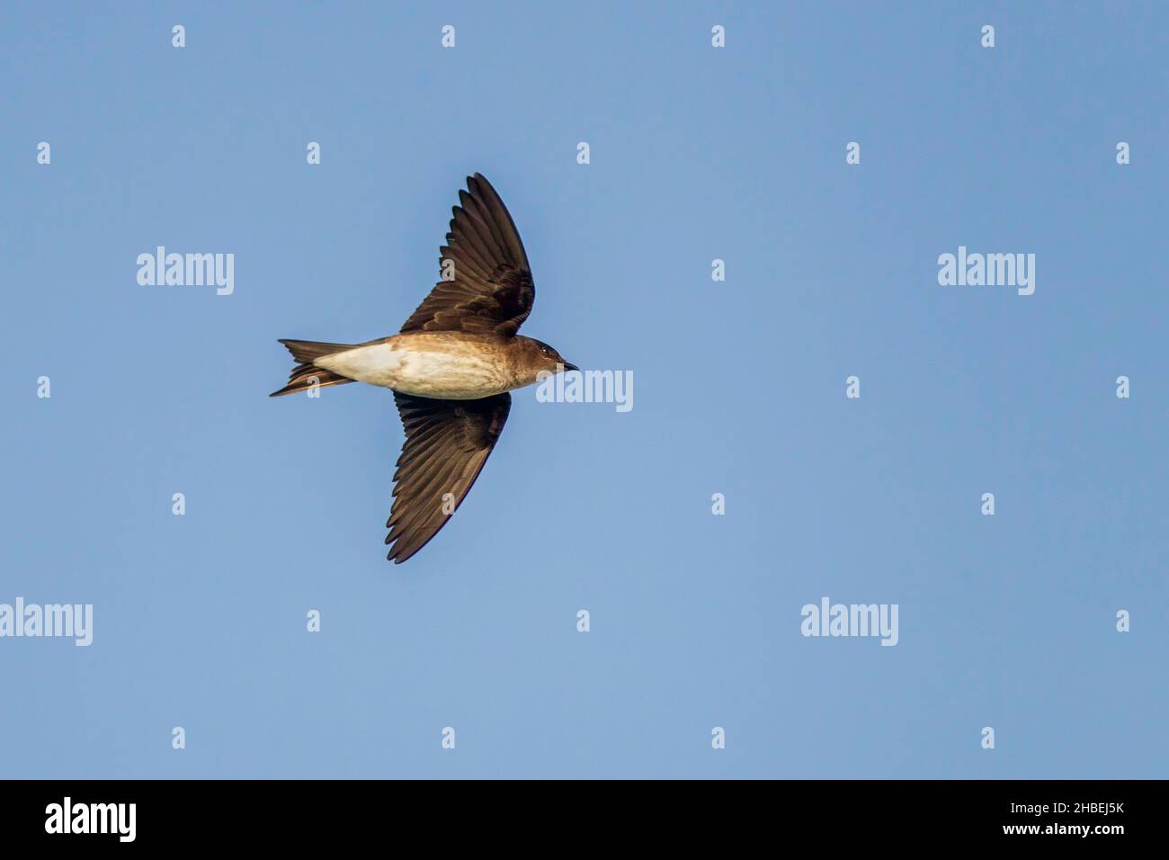 Gray-breasted Martin Progne chalybea Roca Blanco, San Blas, Nayarit ...