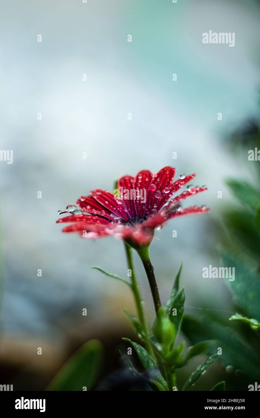 What a spectular morning in my garden. Imagine waking up with this ...