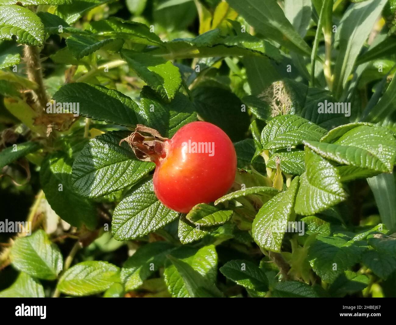 Rose hip is the fruit of the rose plant. This one is the rose hip of ...