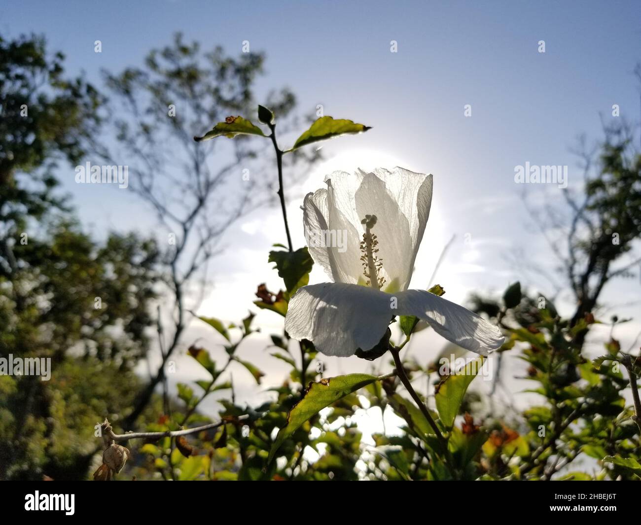 Diaphanous white hibiscus flower against a blue sky with the sun ...