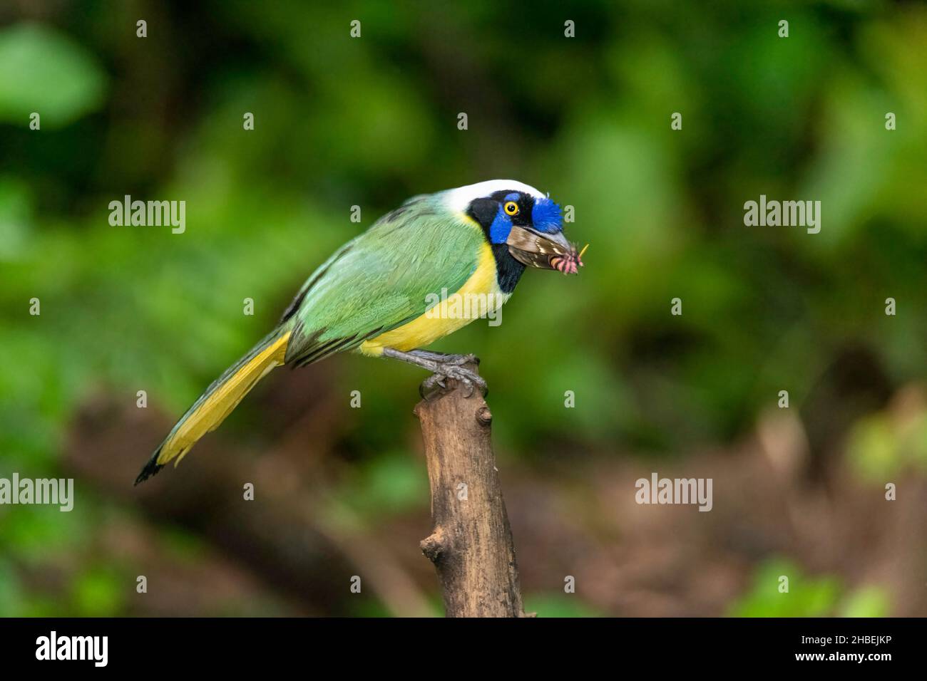 Inca Jay Cyanocorax yncas Cabanas San Isidro, Ecuador 14 December 2019 ...