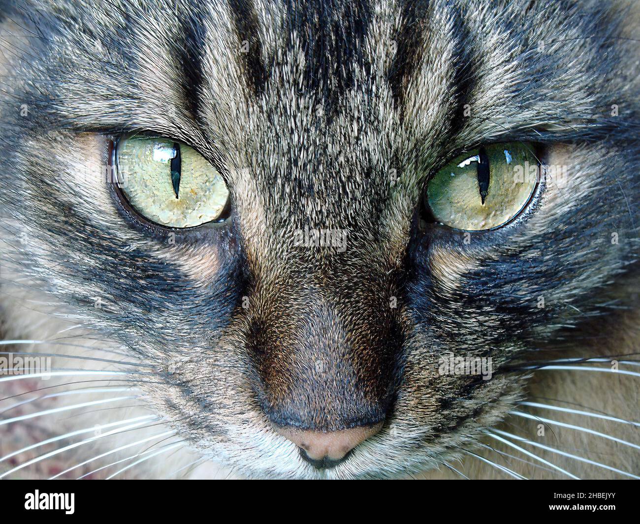 Full frame close-Up of a tabby cat's face Stock Photo - Alamy