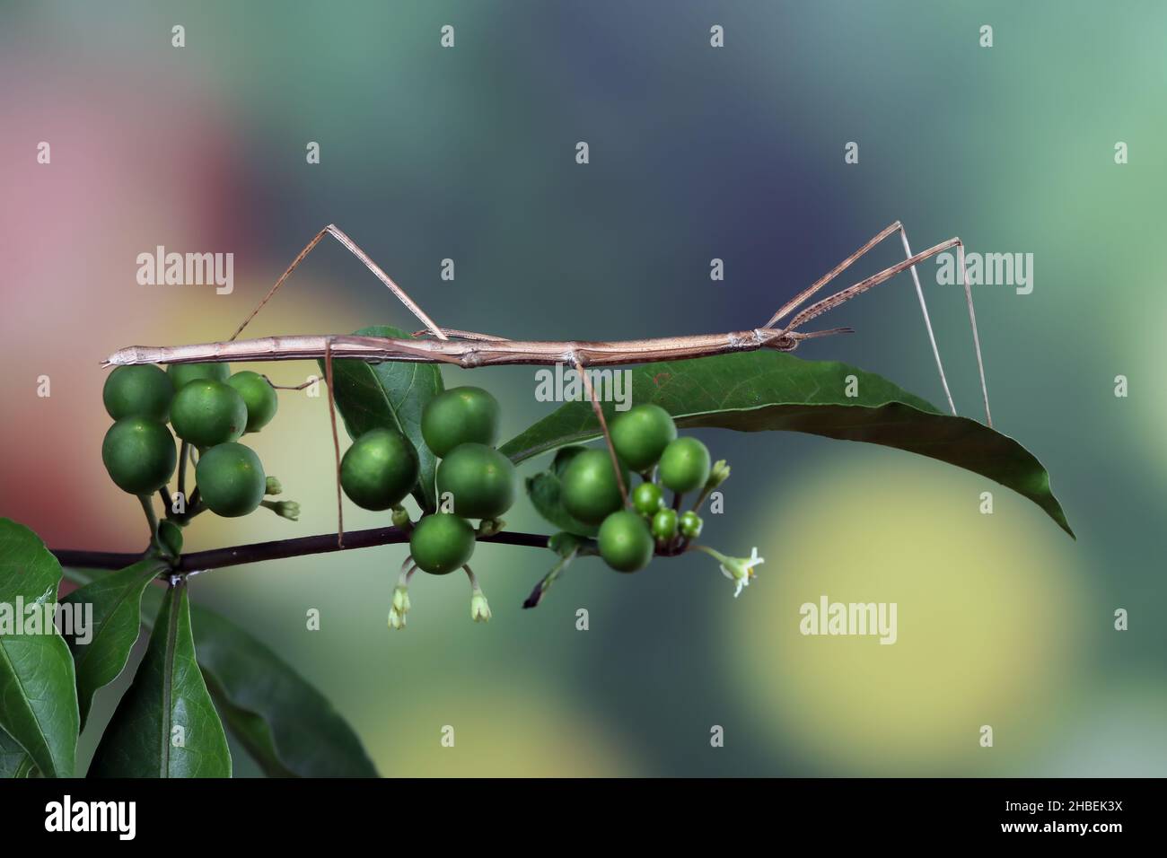 One leaf hi-res stock photography and images - Alamy