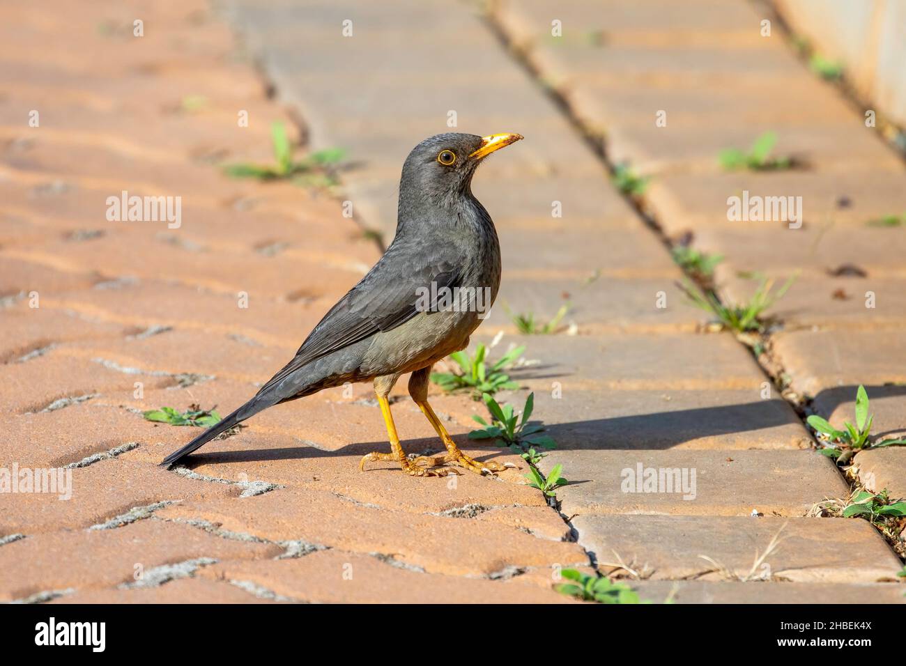 14 august hi-res stock photography and images - Alamy