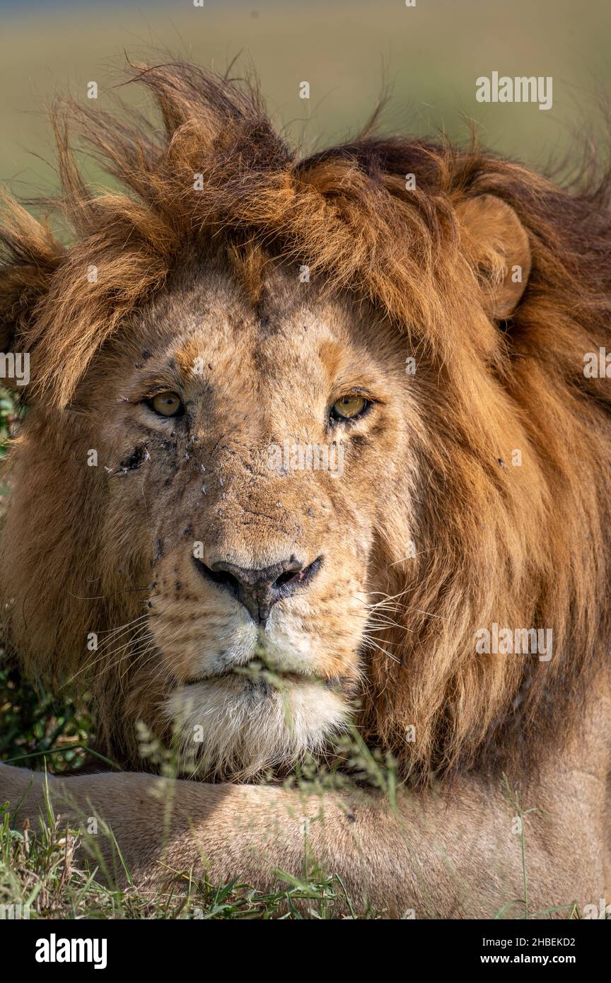 Lion lying down hi-res stock photography and images - Alamy