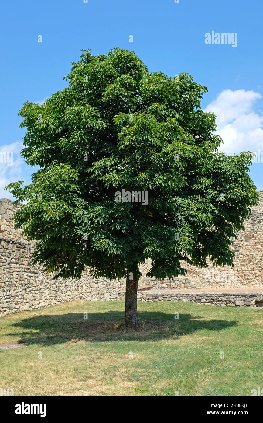 Big green tree hi-res stock photography and images - Alamy