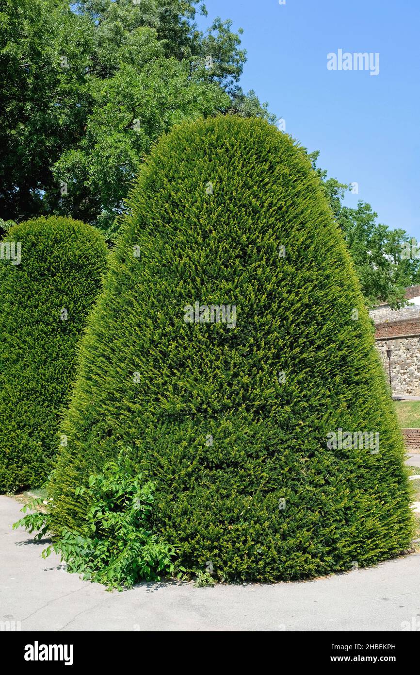 Large green bush shape topiary in city park garden Stock Photo - Alamy