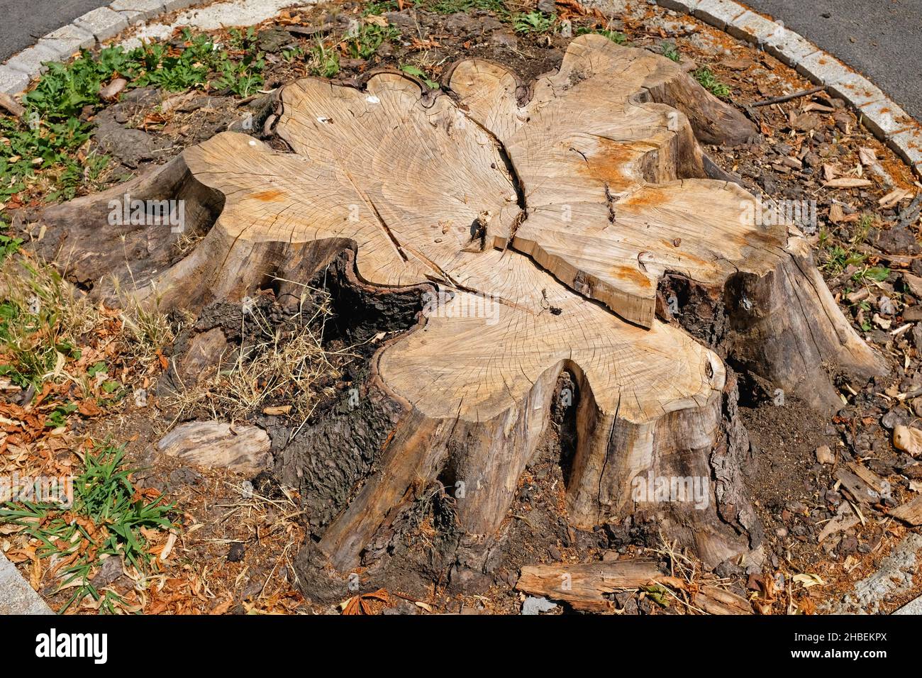 Large diameter tree hi-res stock photography and images - Alamy