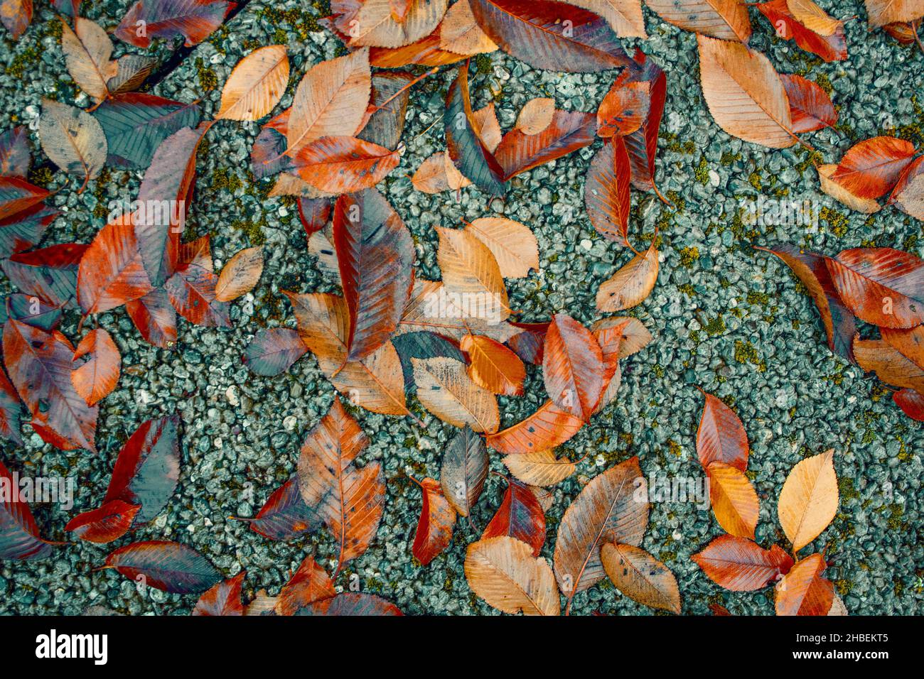 Some colorful autumn leaves on asphalt in rainy weather Stock Photo - Alamy