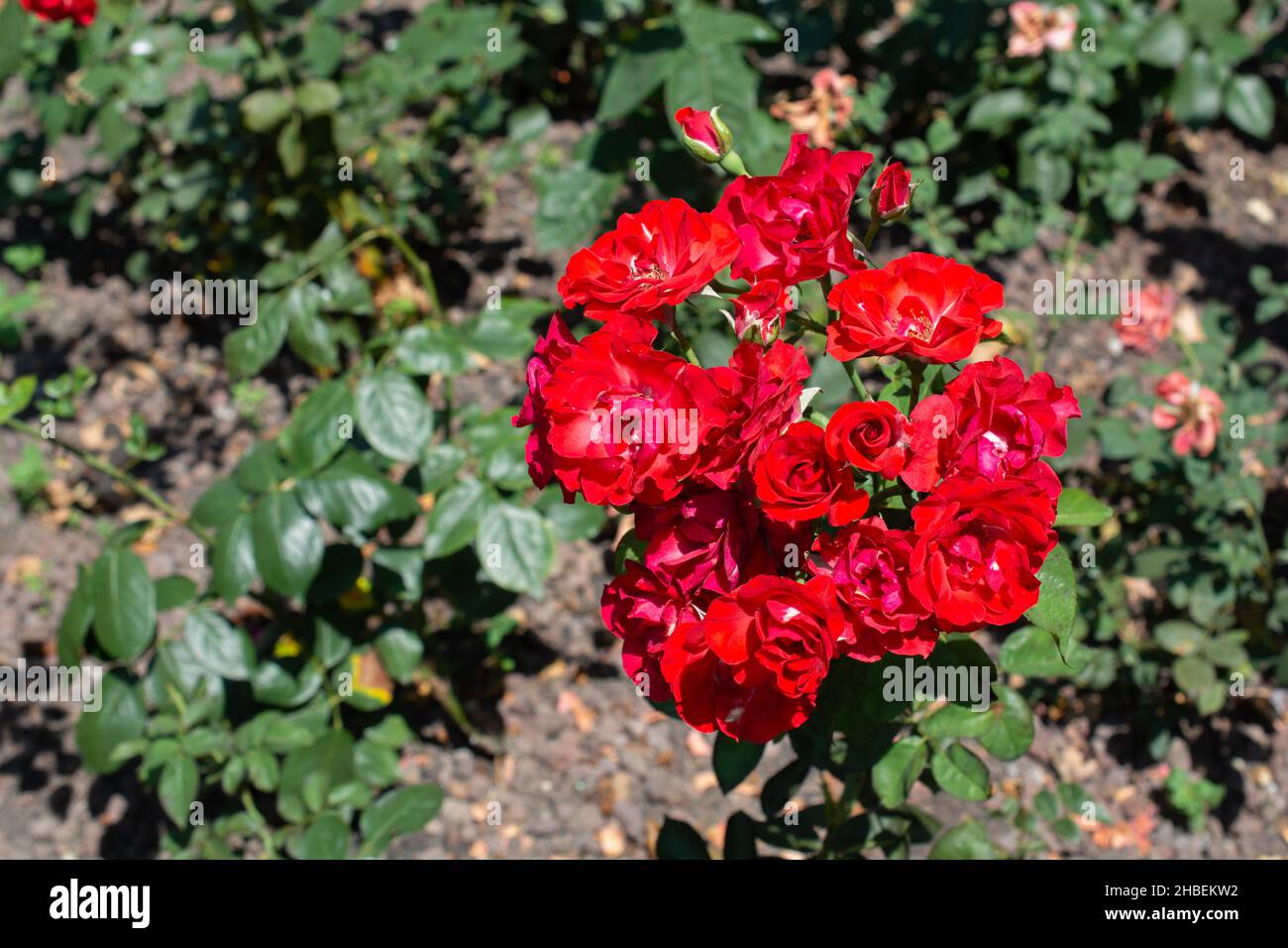 Blooming red roses in a garden under the sunlight Stock Photo - Alamy
