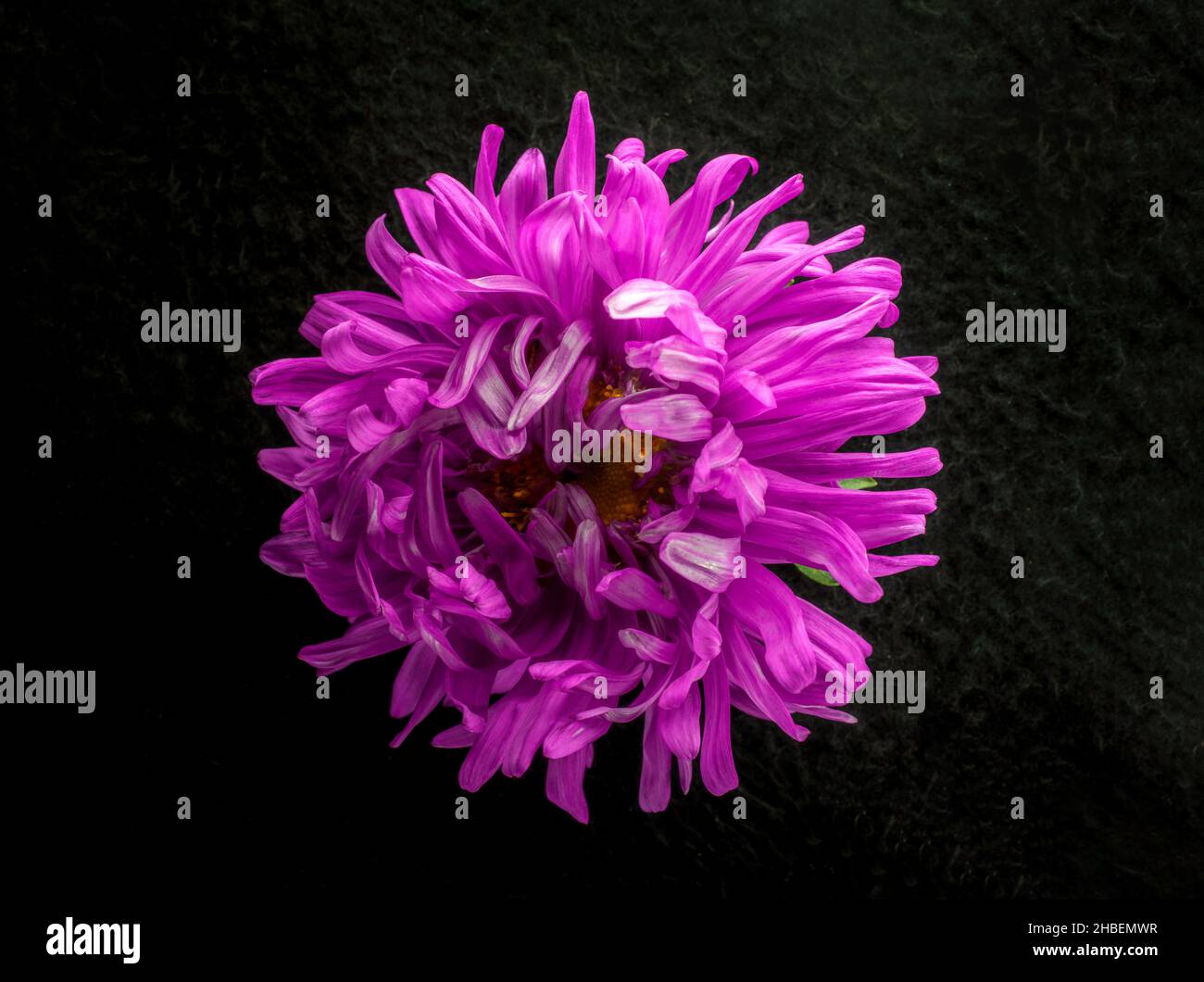 Delicate flower on a black background. Macro shoot Stock Photo - Alamy