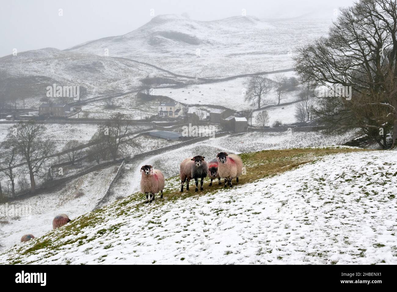 A Dalesbred breed ram pictured with ewes above Settle, North Yorkshire ...