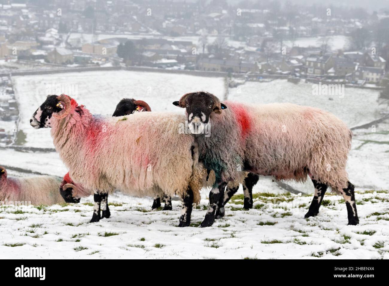 A Dalesbred breed ram pictured with ewes above Settle, North Yorkshire ...