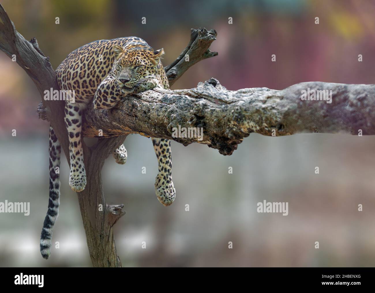 Leopard sleeping on a log Stock Photo - Alamy