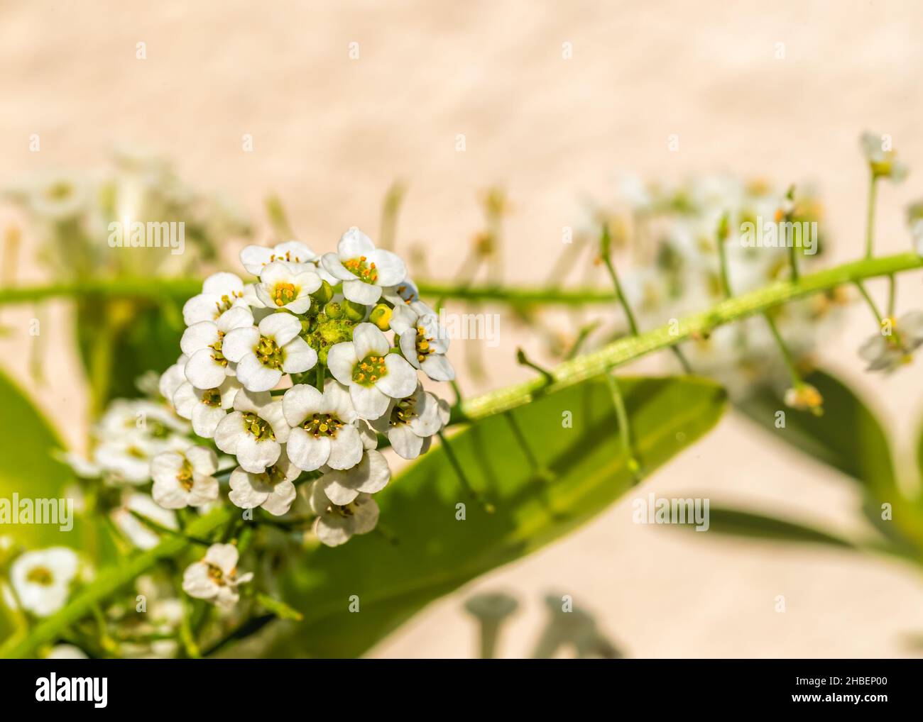 Alyssum white flower ground cover plant hi-res stock photography and ...