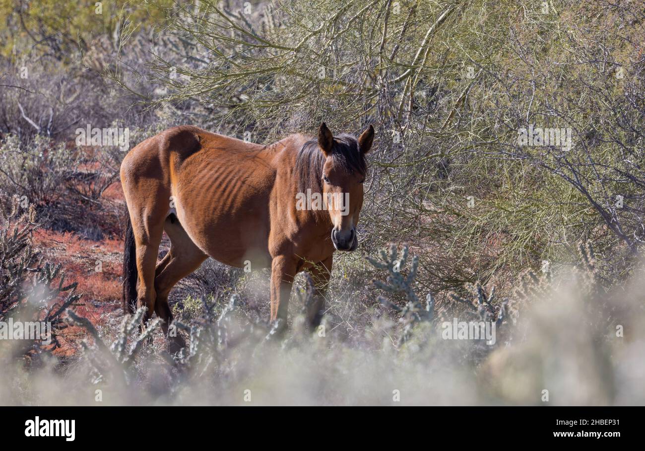 Wild Horses Near the Salt River in the Arizona Desert Stock Photo - Alamy