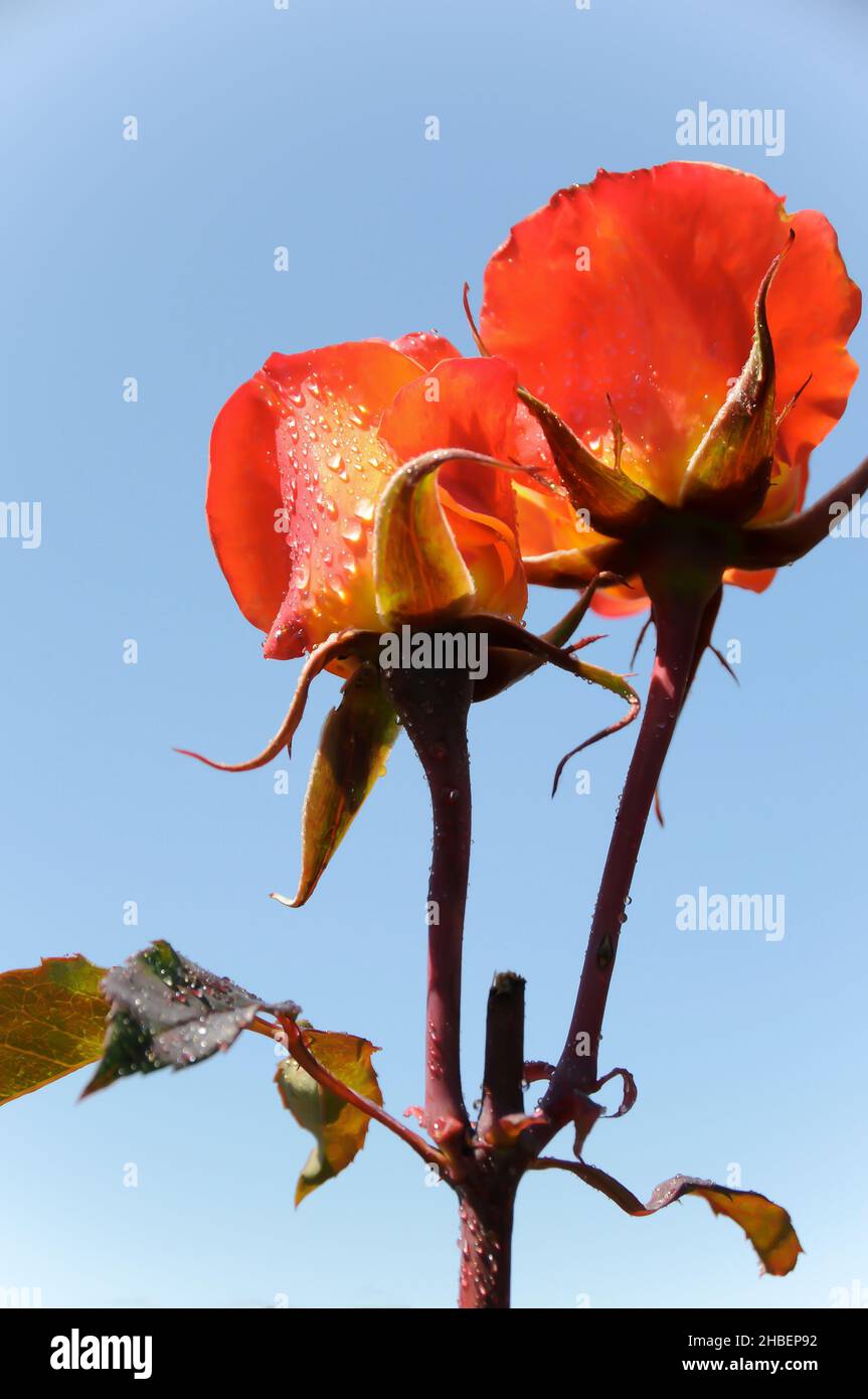 Red Roses Growing in Garden Stock Photo - Alamy