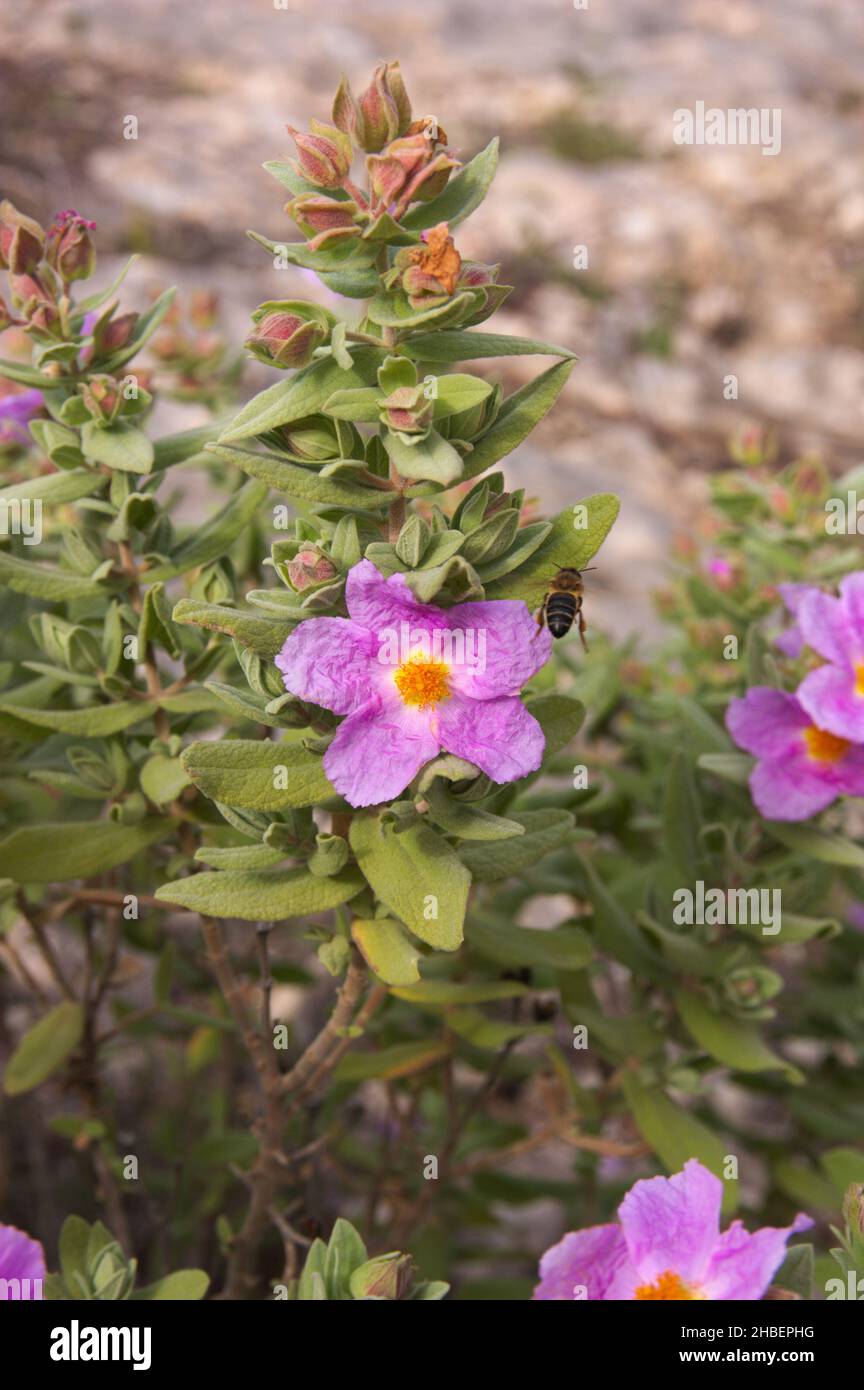 Close-up of a bush of white cistus (Cistus albidus) in the wild with ...
