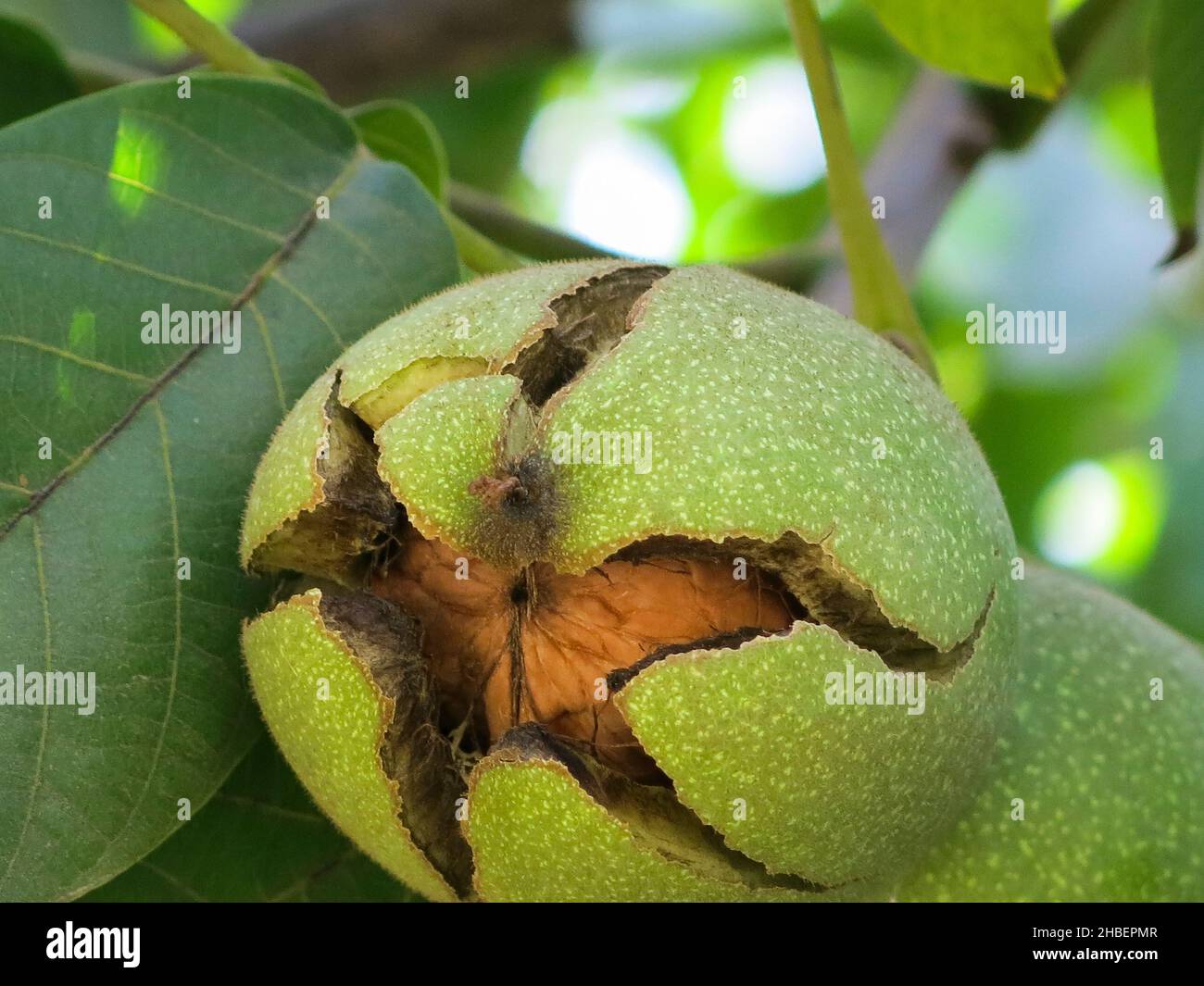 Walnut family hi-res stock photography and images - Alamy