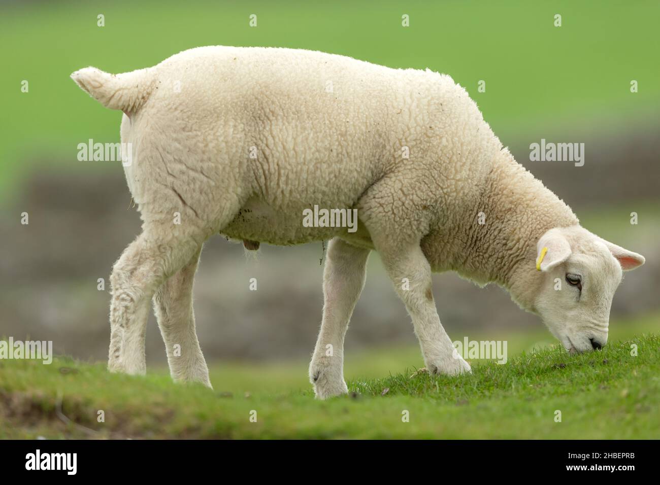 Close up of a young male lamb in Springtime, facing right and grazing ...
