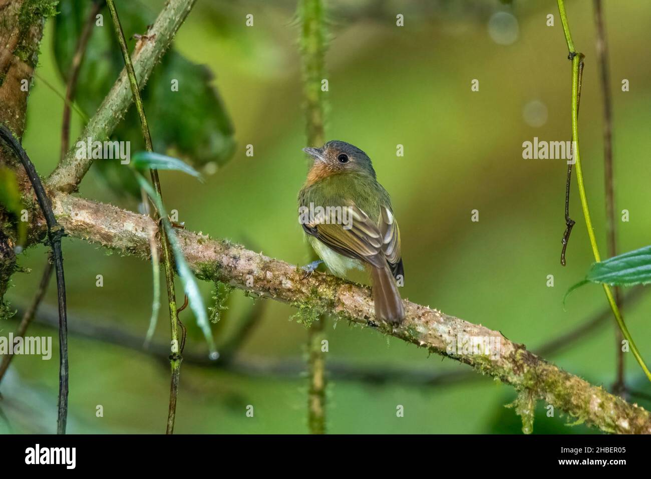 Rufous-breasted Flycatcher Leptopogon rufipectus Cabanas San Isidro ...