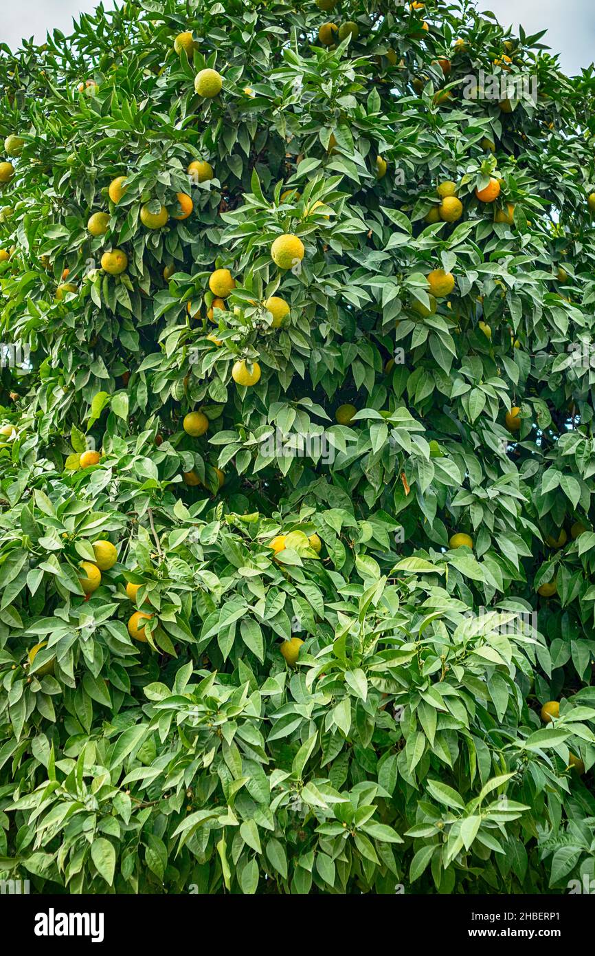 Bitter orange trees hi-res stock photography and images - Alamy