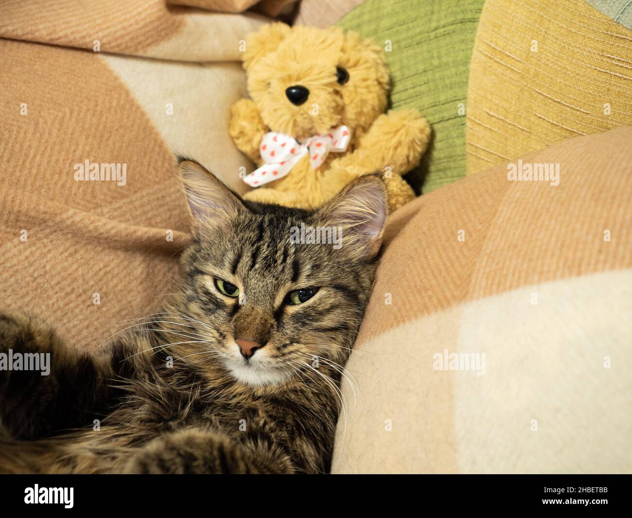 Beautiful cat resting with his favorite toy teddy bear Stock Photo - Alamy