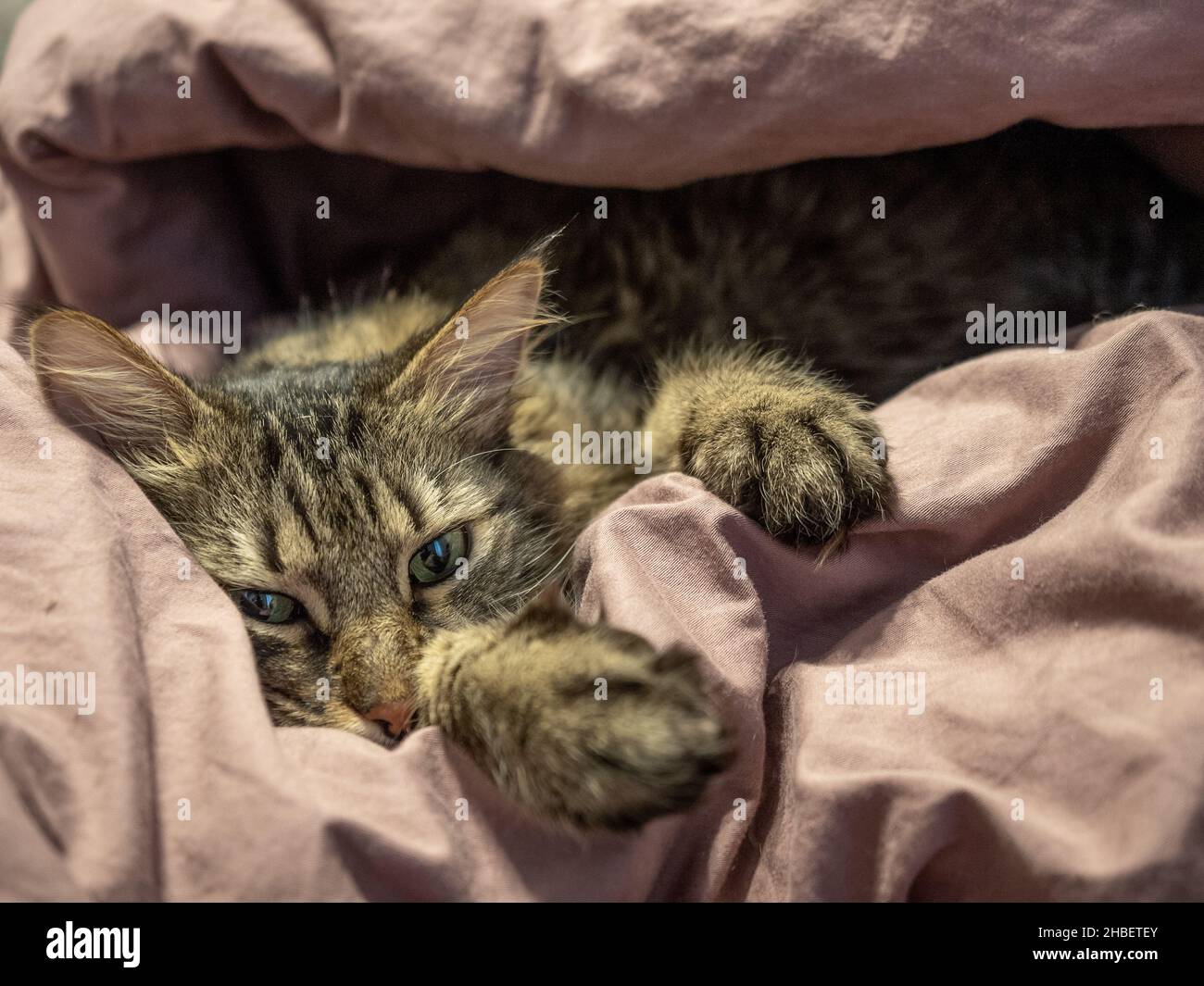 Cat under covers hi-res stock photography and images - Alamy