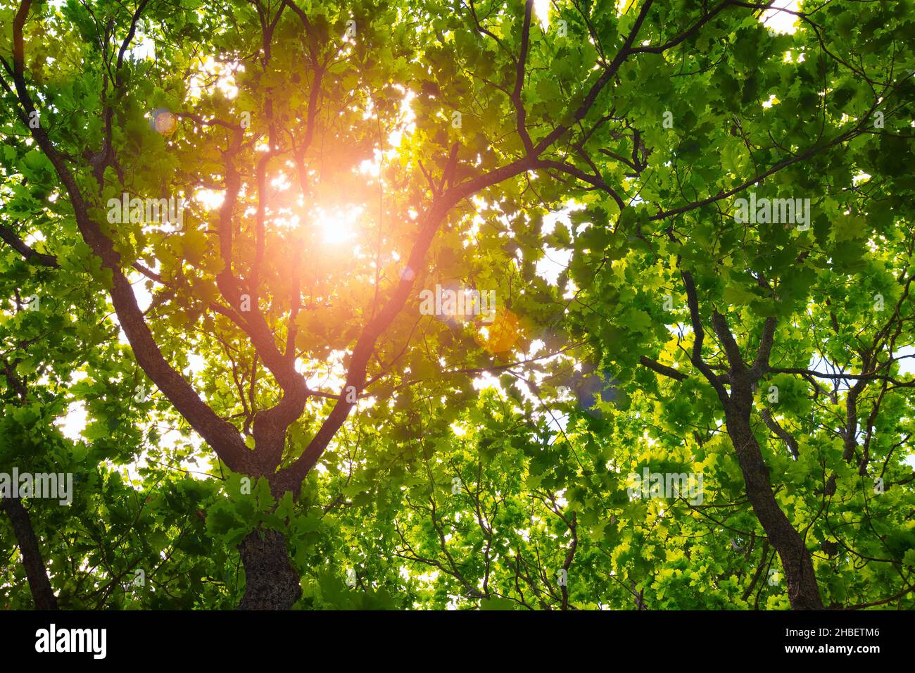 Sun light passing through leaves hi-res stock photography and images ...