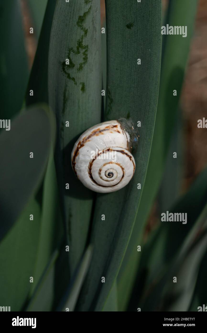 Vineyard slug hi-res stock photography and images - Alamy