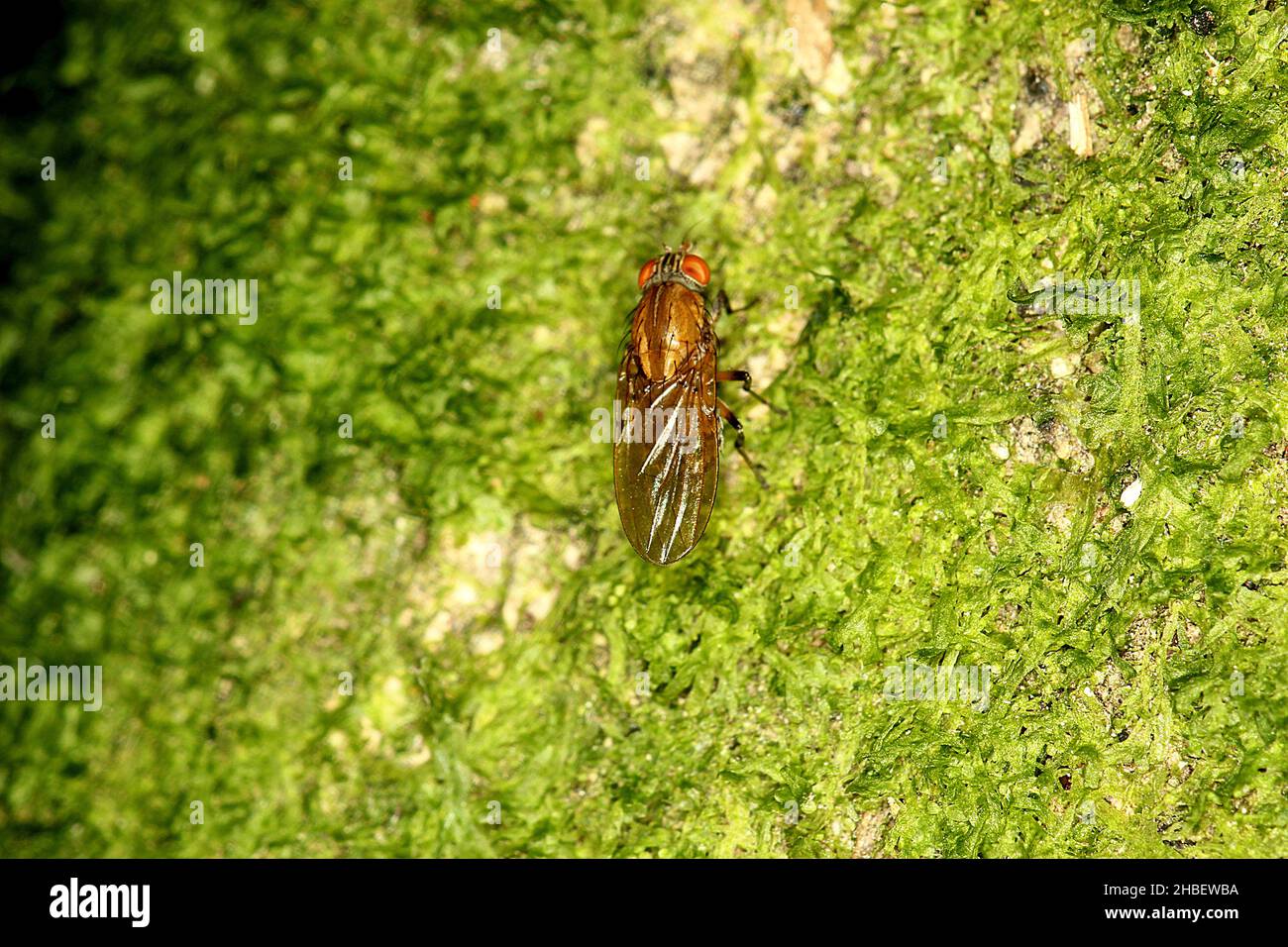 Neozelandica hi-res stock photography and images - Alamy