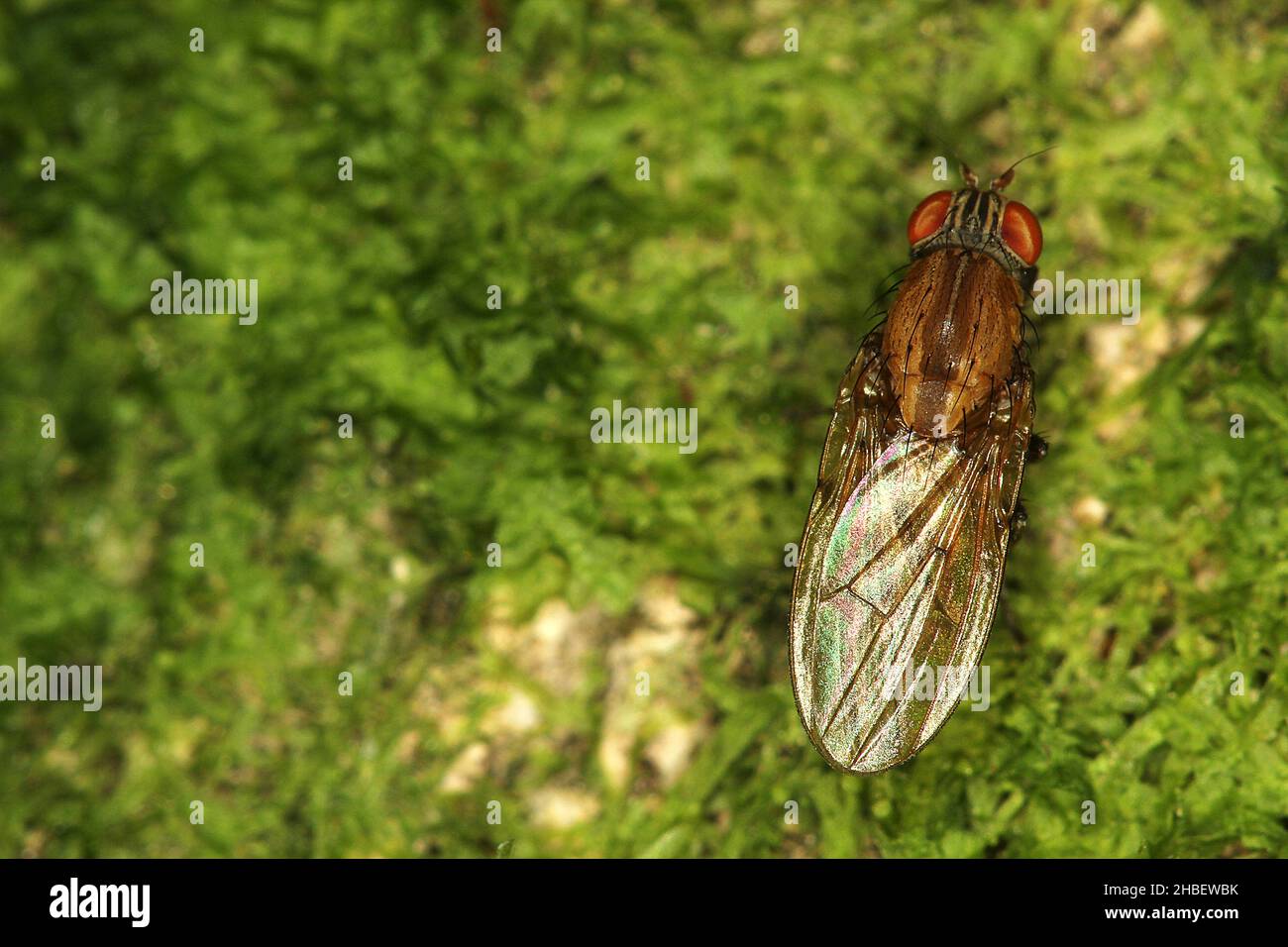 Neozelandica hi-res stock photography and images - Alamy