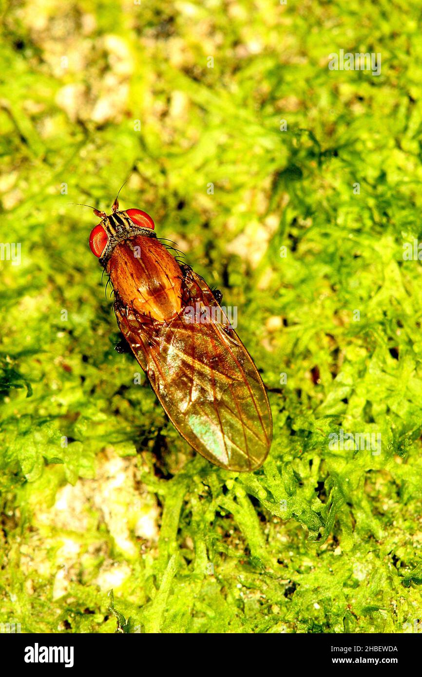 Neozelandica hi-res stock photography and images - Alamy